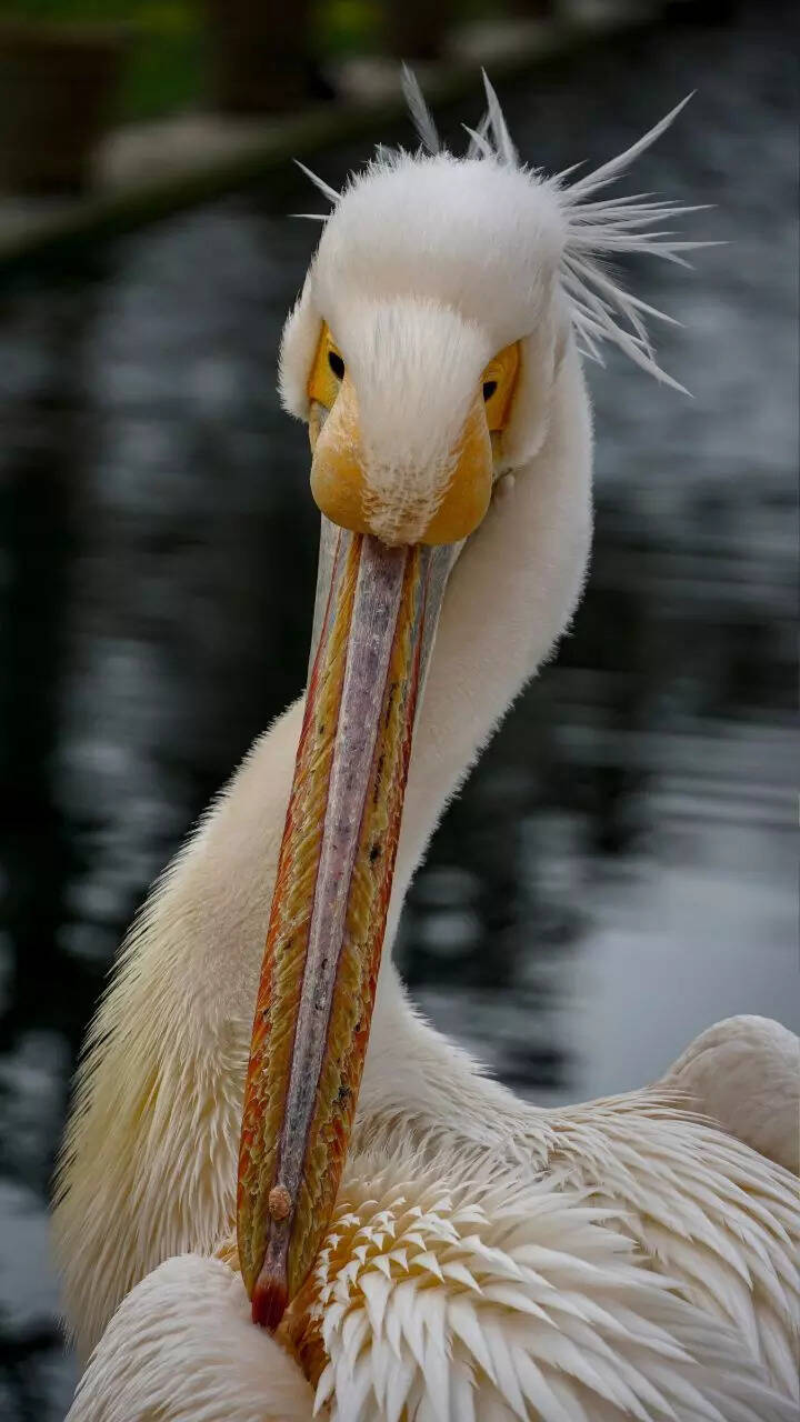 10 birds with the longest beaks