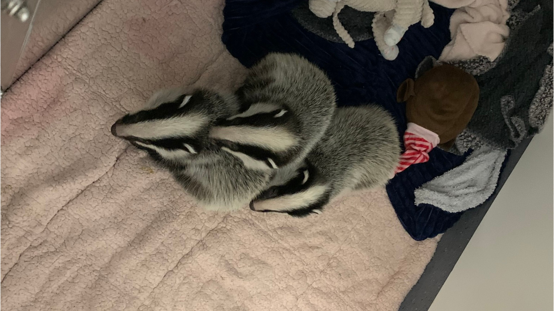 Adorable Trio Of Baby Badgers Recovering After 'Miracle' Rescue In Somerset