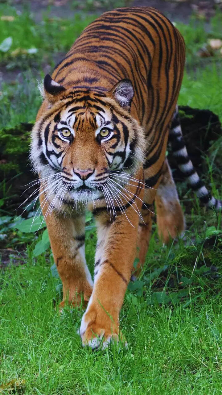 The tiger trails of Madhya Pradesh: 9 reserves for wildlife lovers