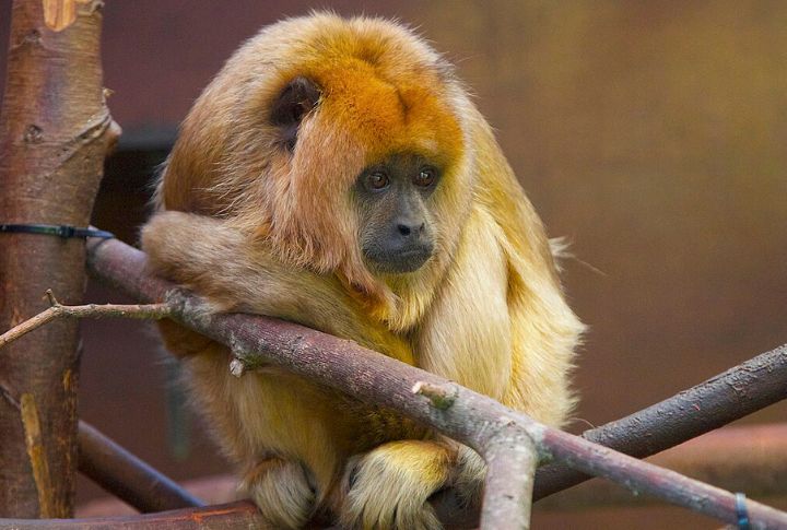 10 Insights Into The Roars That Define Howler Monkeys
