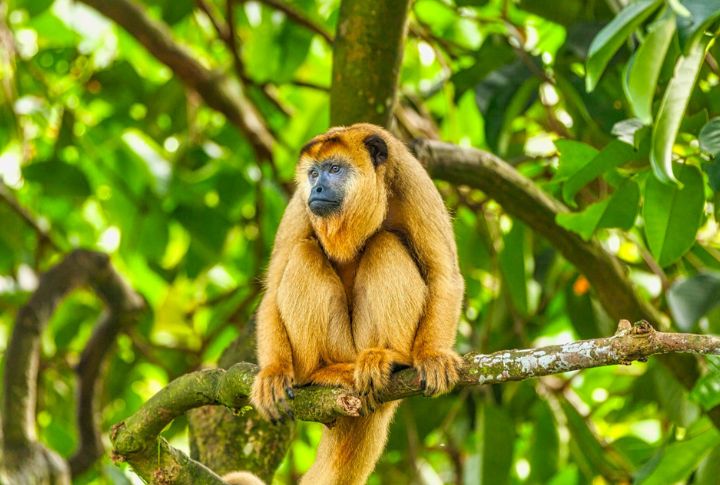 10 Insights Into The Roars That Define Howler Monkeys