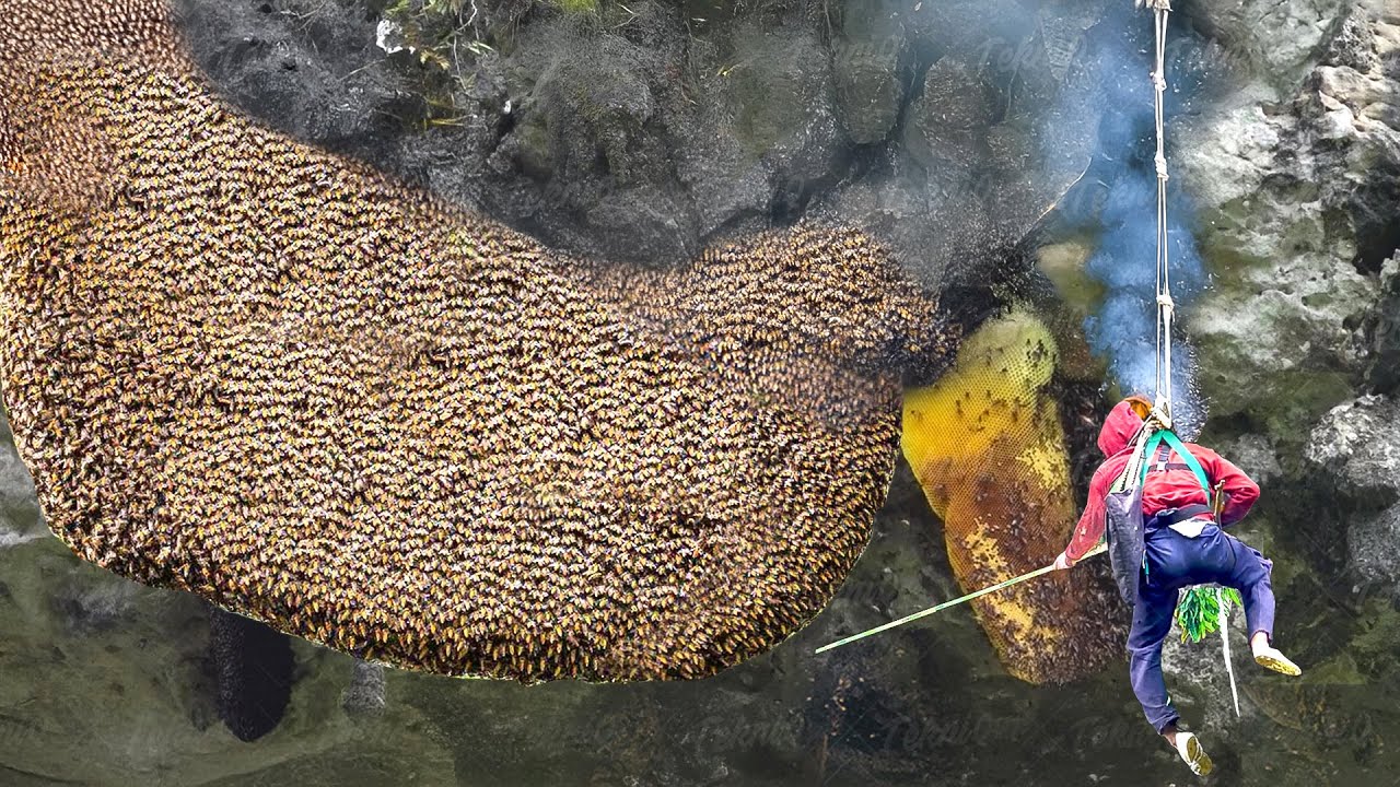 The dangerous task of collecting wild honey in a frightening forest