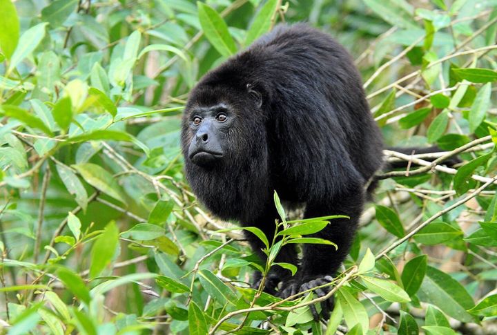 10 Insights Into The Roars That Define Howler Monkeys