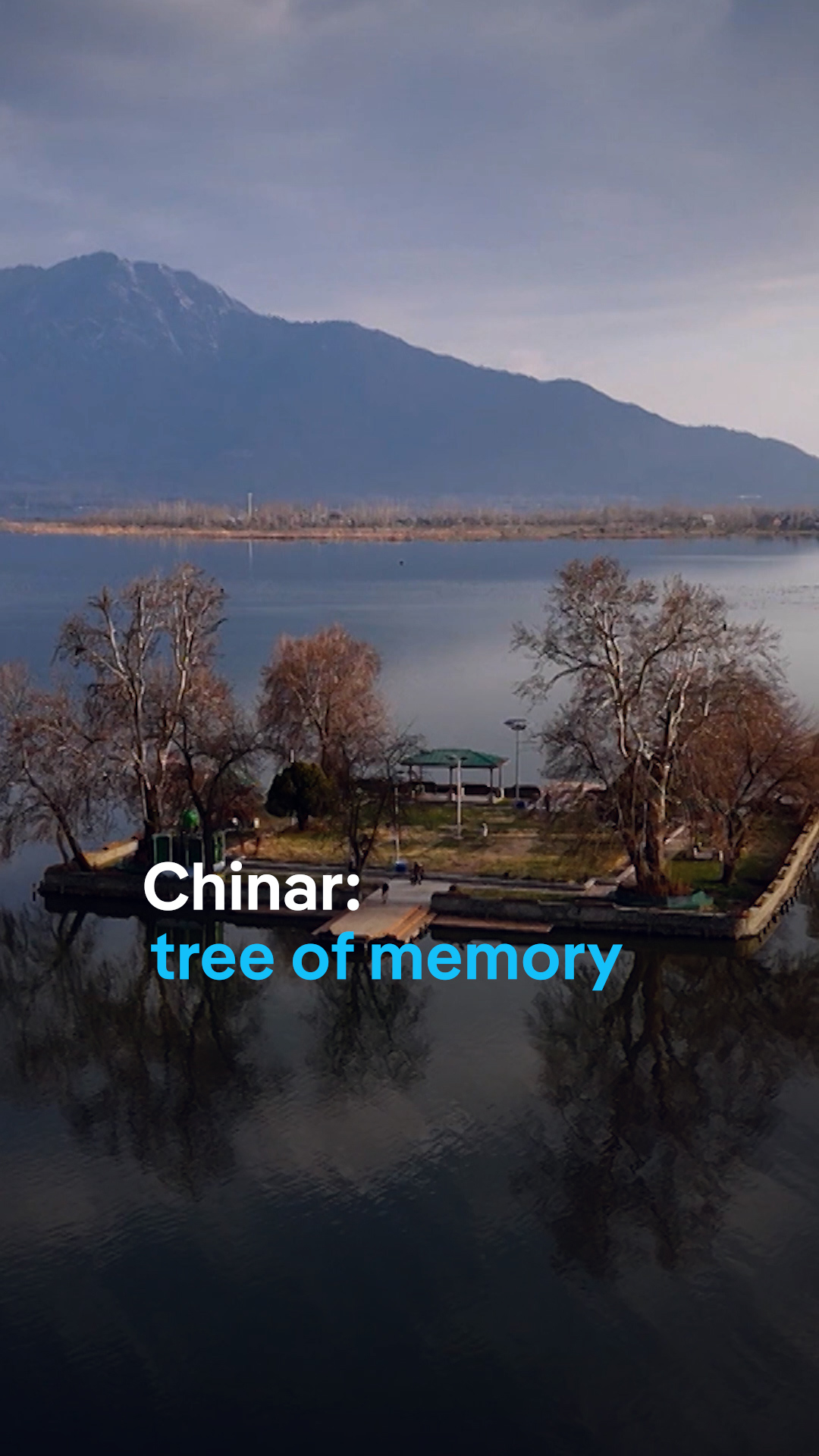 Saving Kashmir's majestic tree