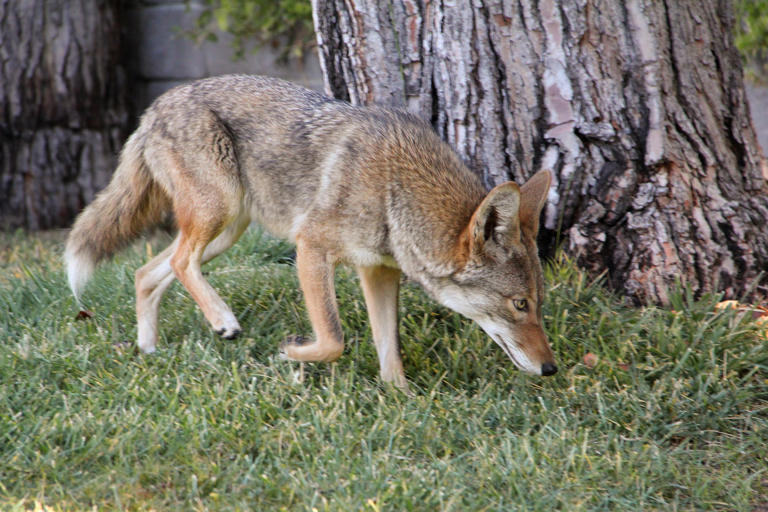 Love ‘em or Leave ‘em: What to Do When You Find Wildlife in Your Yard