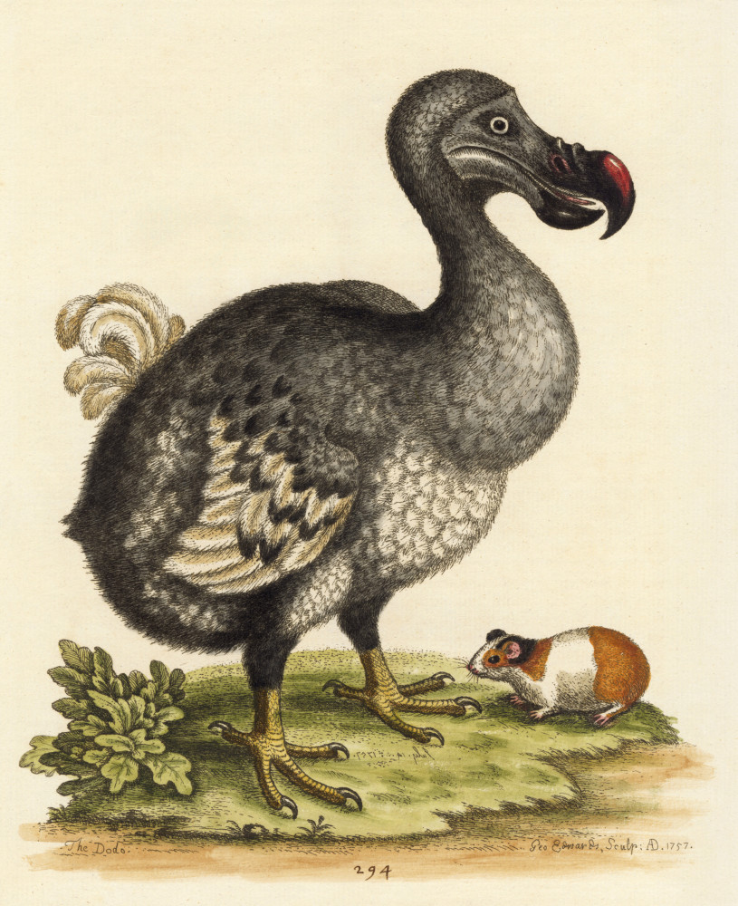 The hidden truth of the dodo bird