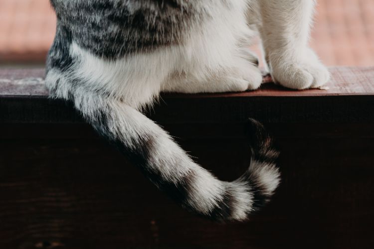 Worried About Your Cat’s Shaking Tail? Read This First
