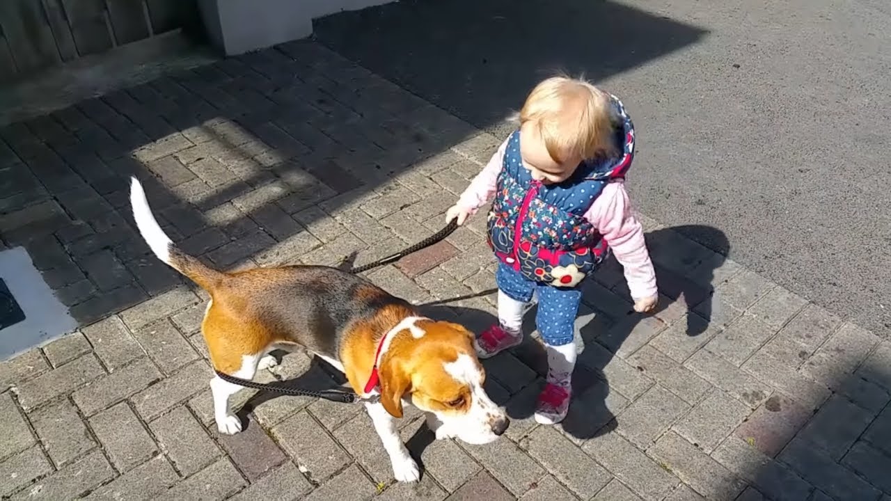 Toddler walking a beagle sparks adorable everyday chaos