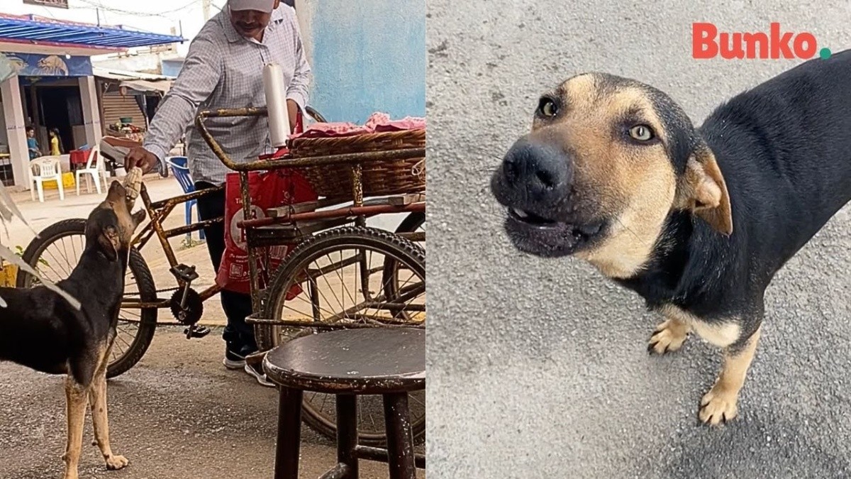 Pichirilo: el perro que ayuda a su dueña a vender pescados, con una ...