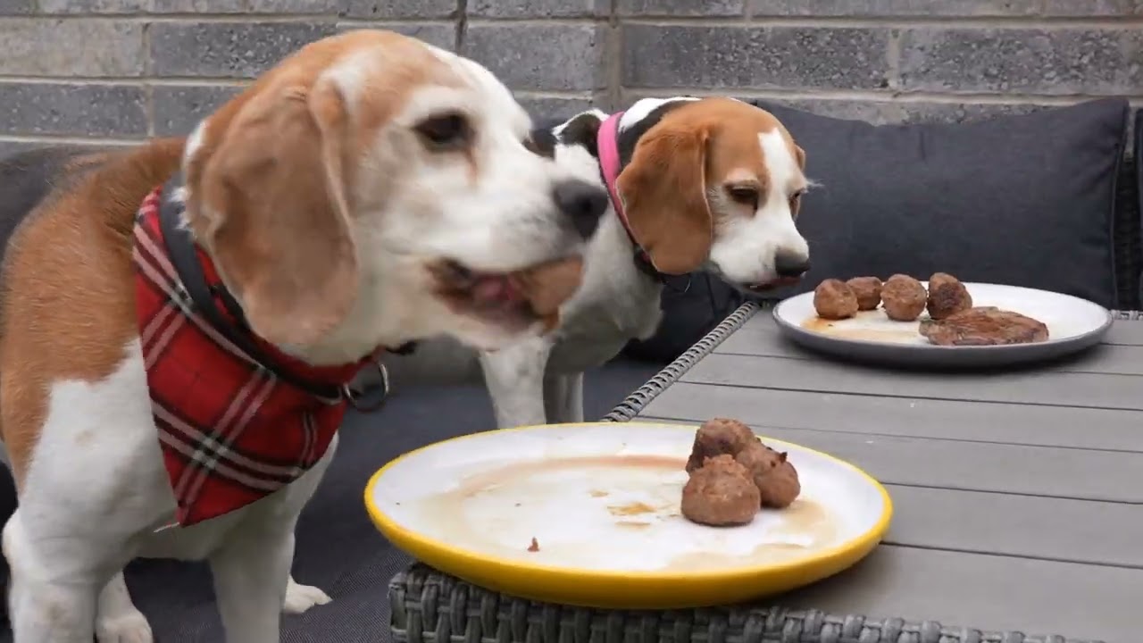 Charlie the beagle celebrates his birthday pawty