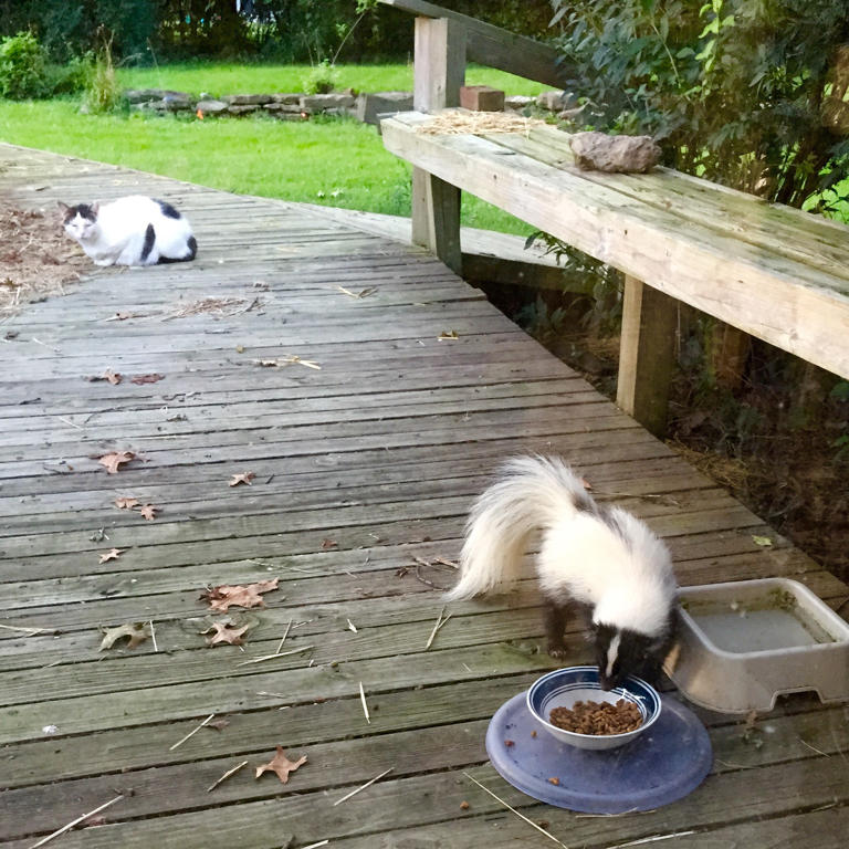 Love ‘em or Leave ‘em: What to Do When You Find Wildlife in Your Yard