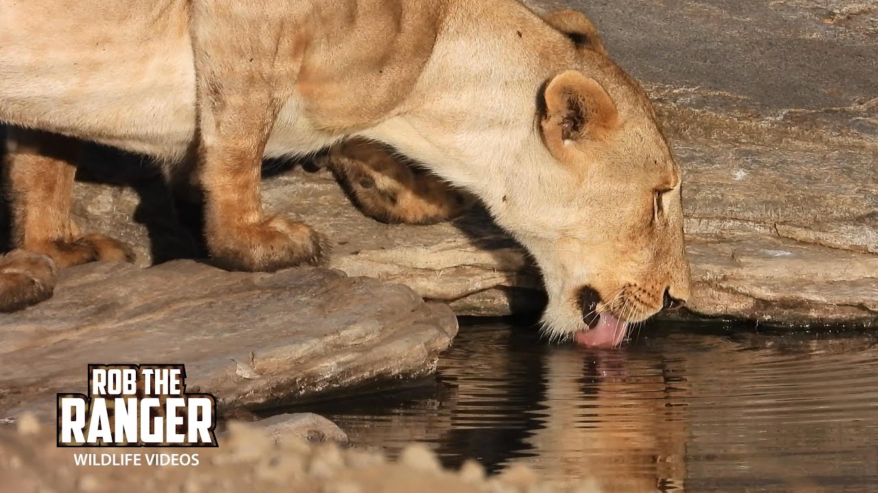 Lions leave a buffalo alone before stopping for a drink