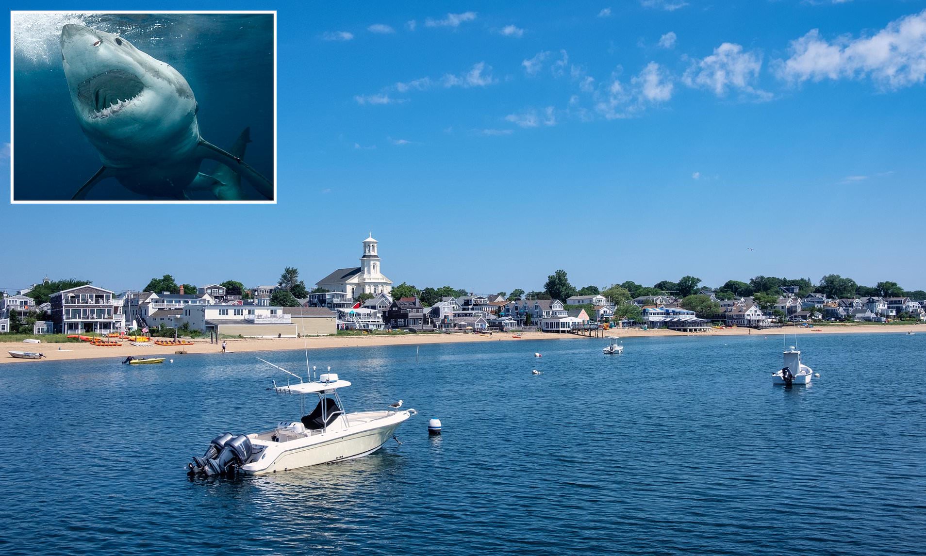 Why disappearance of Cape Cod's iconic great white sharks is BAD news for some