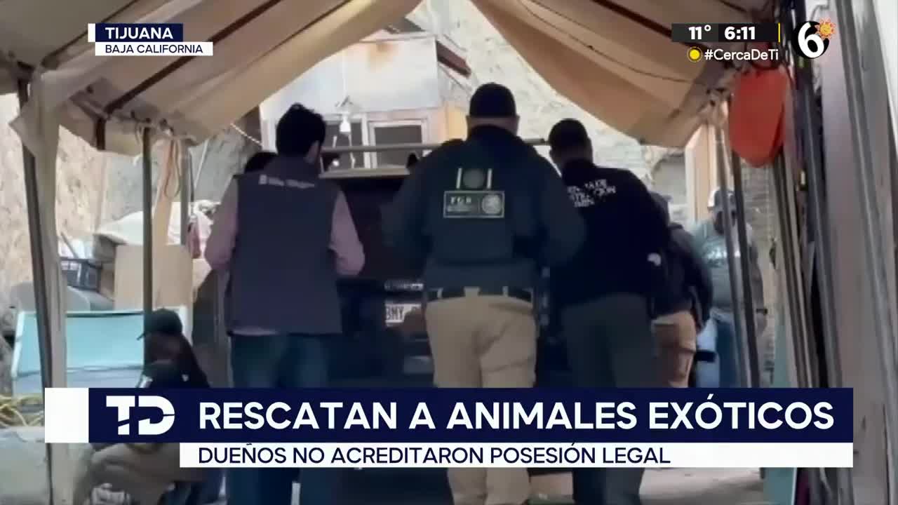 FGR asegura ejemplares de animales exóticos durante un cateo en Tijuana