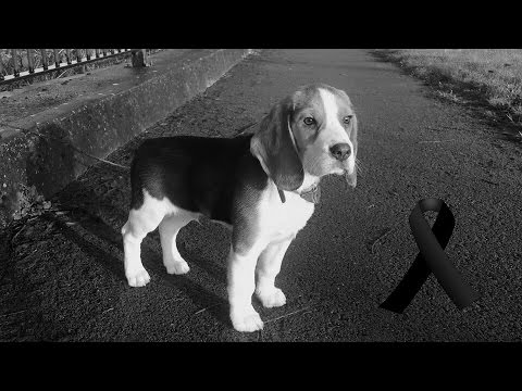 Saying goodbye to puppy triggers tears and giggles