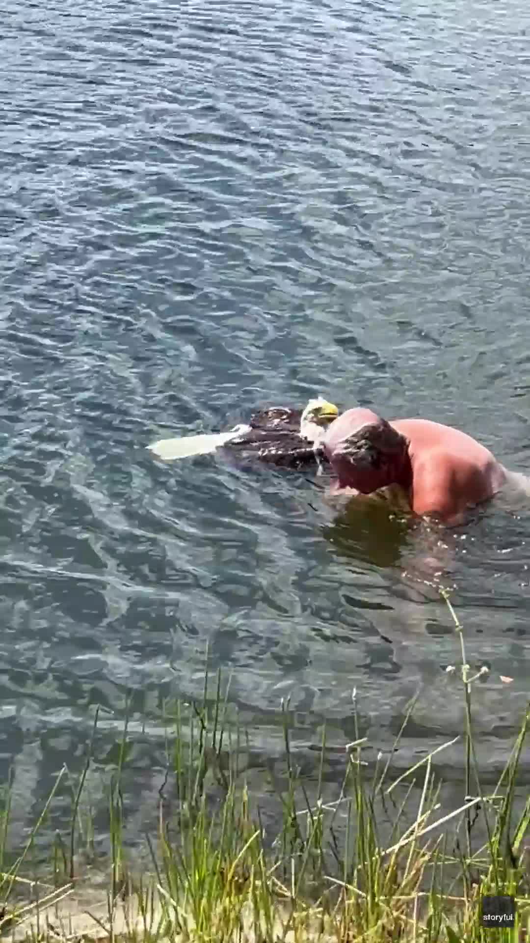 Florida Man Jumps Into Alligator-Filled Lake to Rescue Injured Bald Eagle