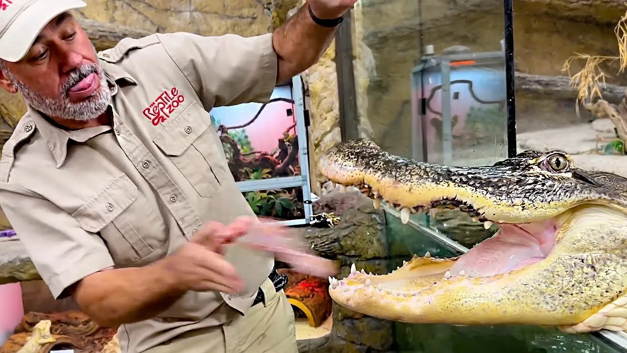 ANGRY 20 FOOT SNAKE?