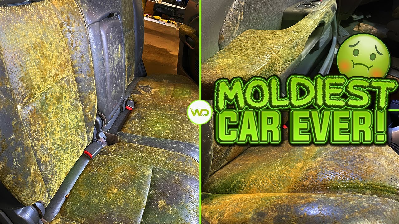 Deep cleaning the moldiest car ever with full interior and exterior