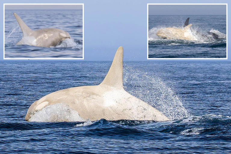 Majestic photos capture rare albino killer whale leaping out of water ...