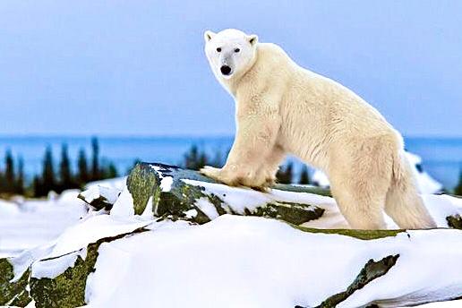 8 Towns With More Animals Than People