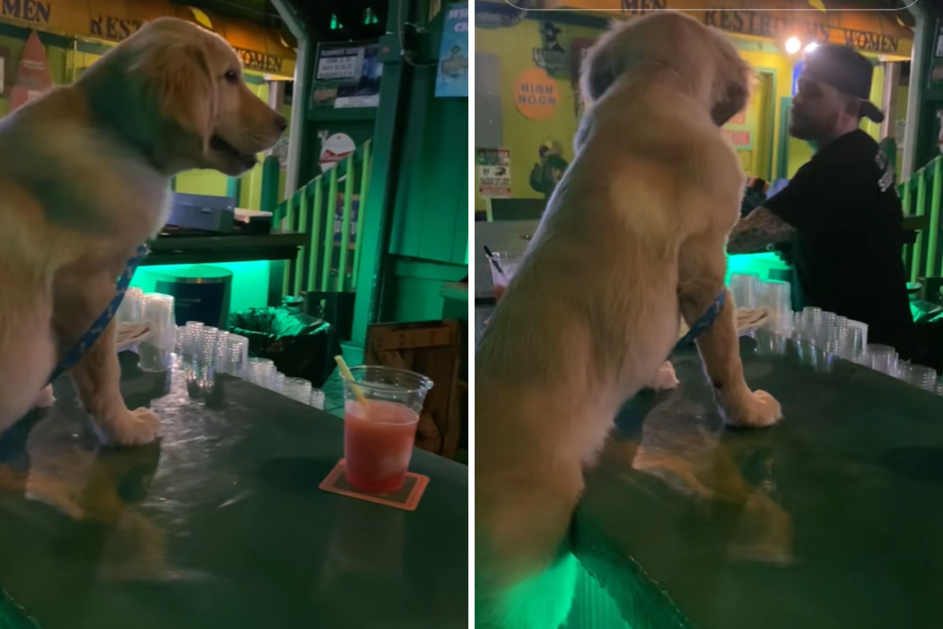Hysterics at Golden Retriever Puppy Trying To Get 'Another Round' at a Bar
