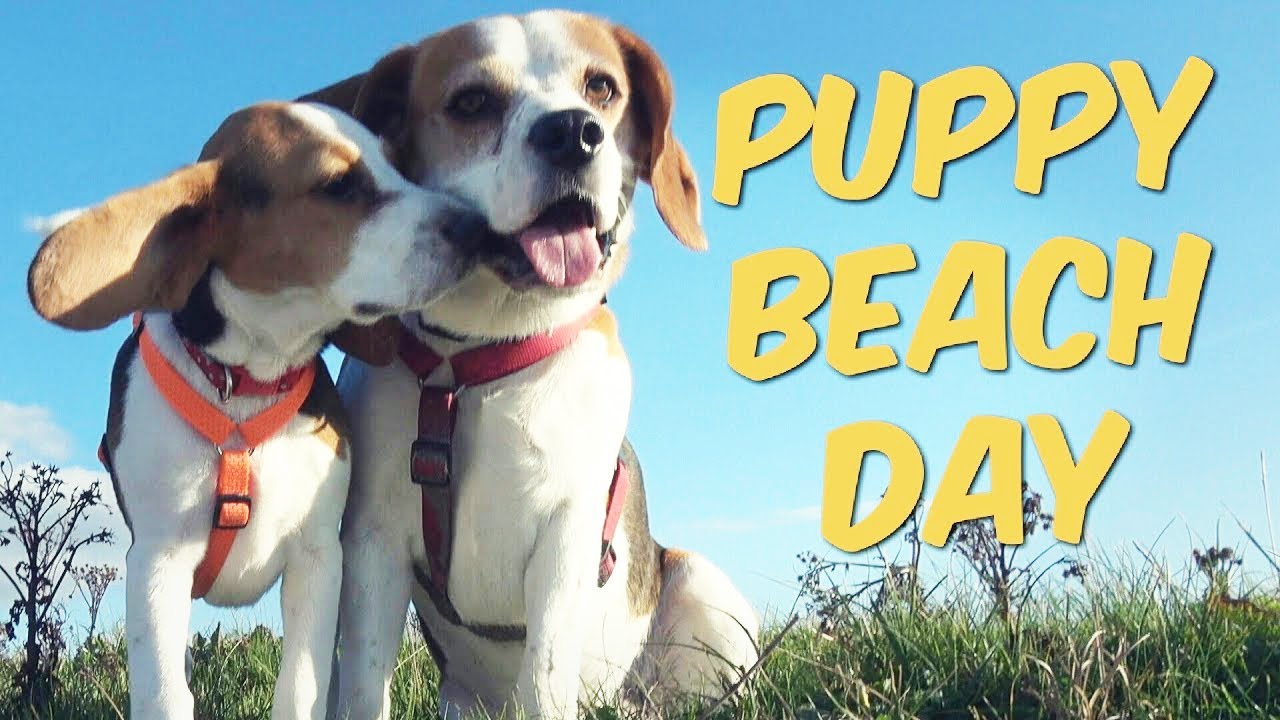 Cute puppy experiences the beach for the first time