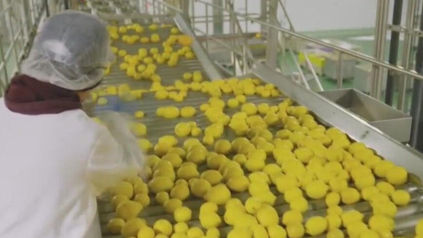 Valencia lemon processing plant makes Chick-fil-A's lemonade