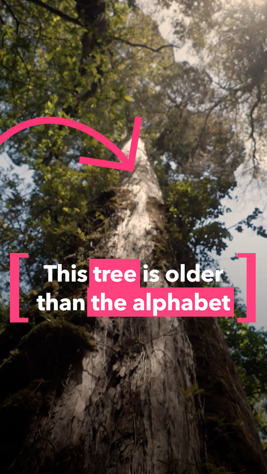 This tree is older than the alphabet