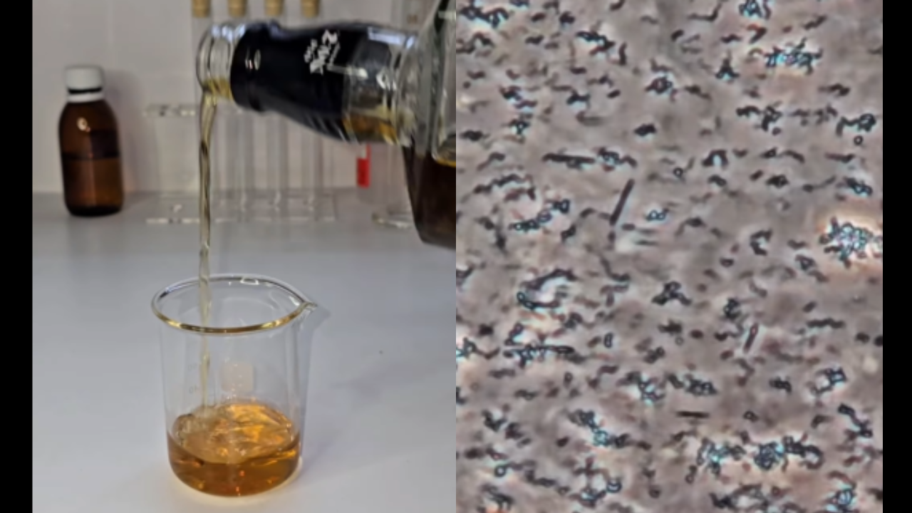 Video Shows ‘Drop Of Whiskey vs Bacteria’! Result Leaves Internet ...