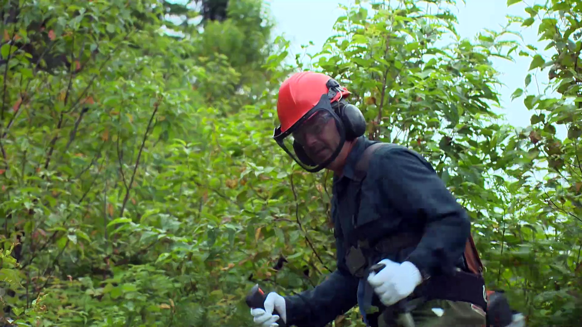 Régime forestier : un projet de loi polarisant