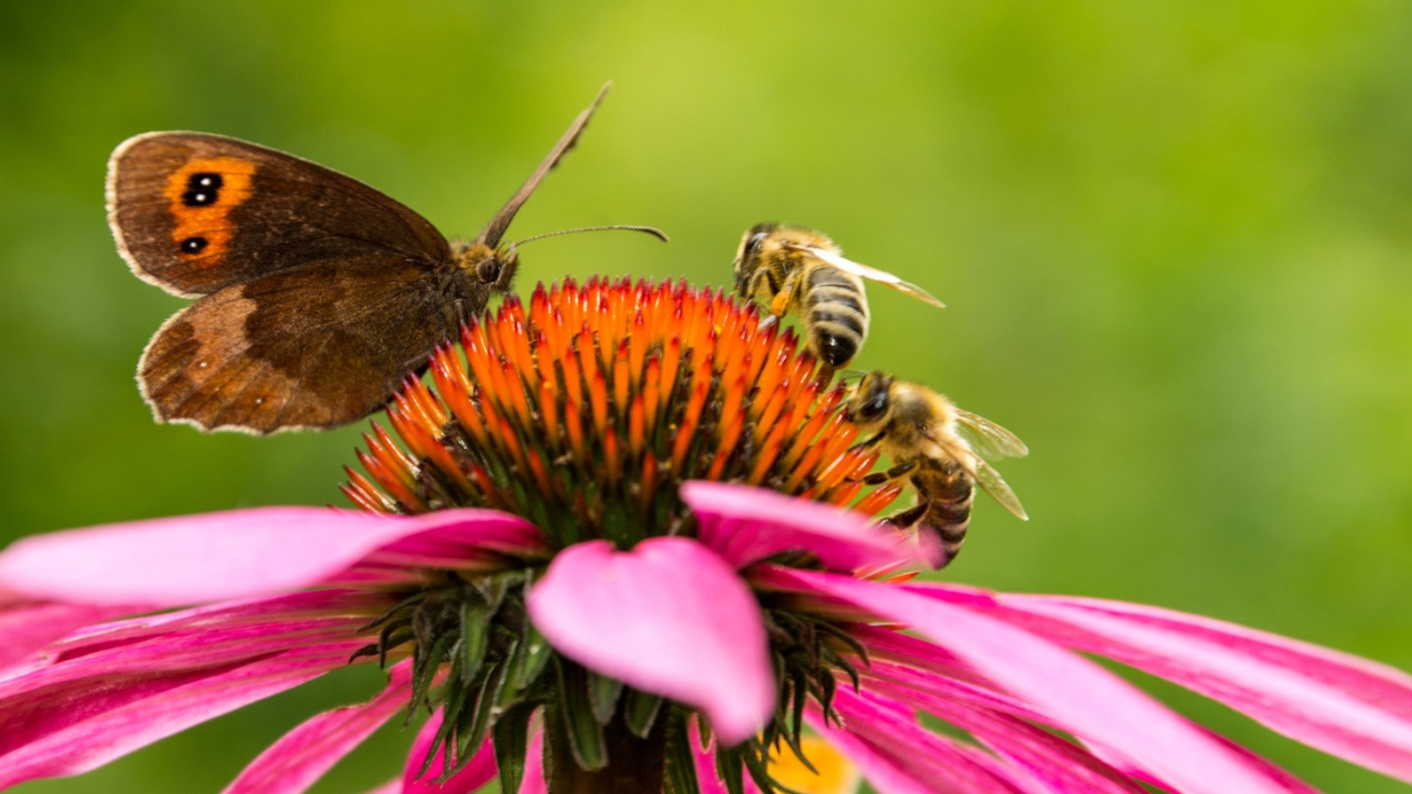 Don't Accidentally Chase Away the Bees and Butterflies From Your Garden