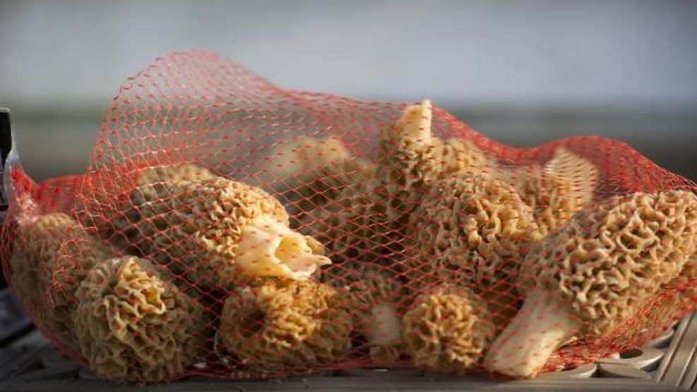 DNR treasure map to help guide morel mushroom hunters in Northern Michigan