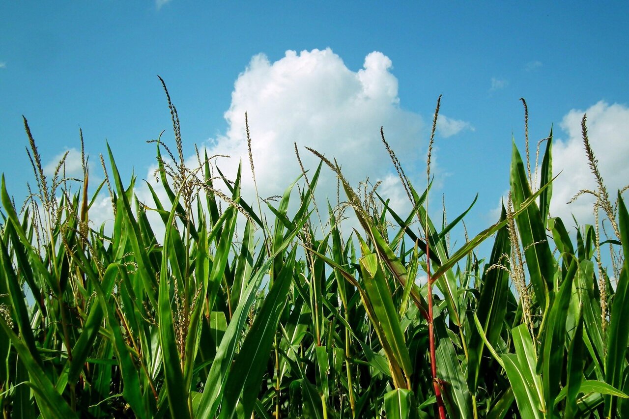 New tool helps protect corn farmers and insurers from future climate ...