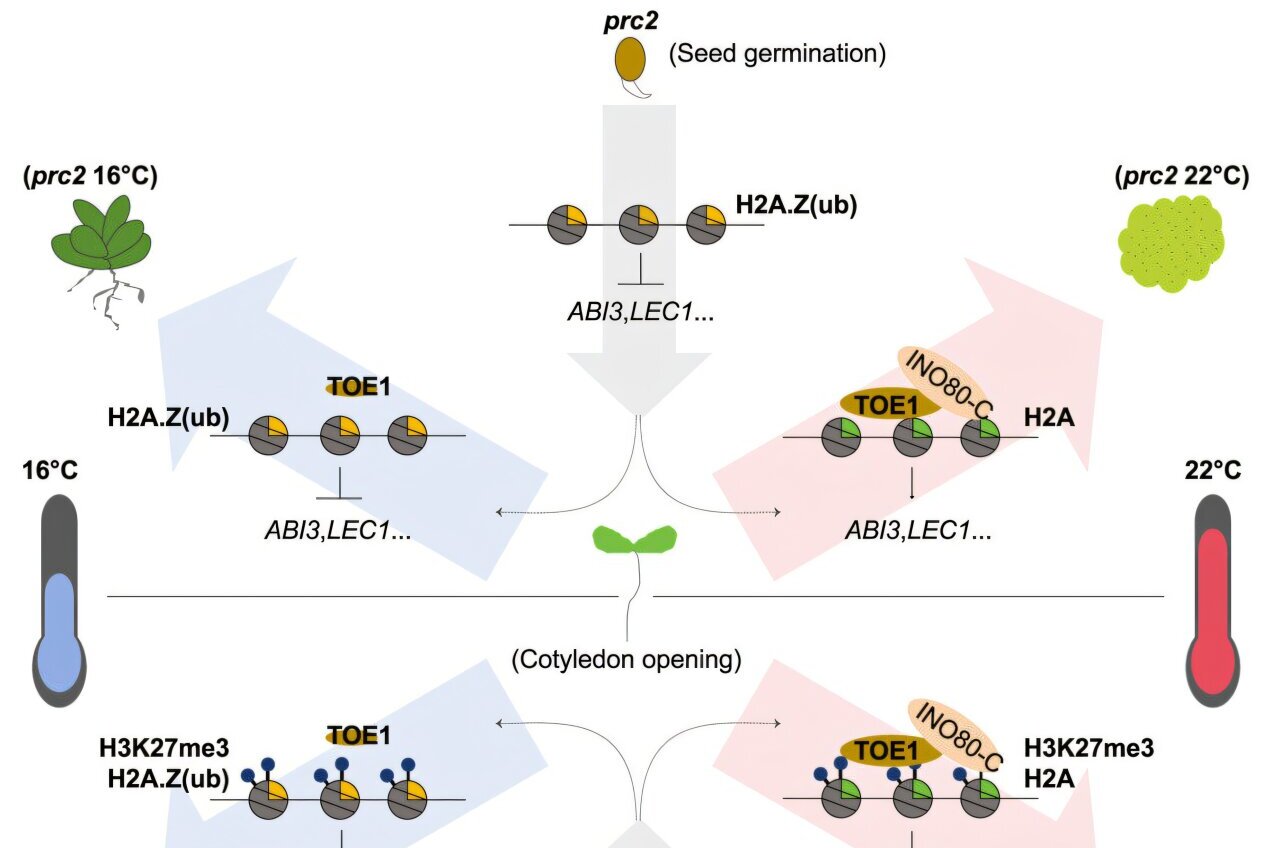 Temperature-driven epigenetic reprogramming lets plants control cell ...