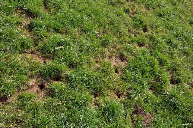 If You See Any of These 8 Signs in Your Lawn, Your Grass Needs Help Fast