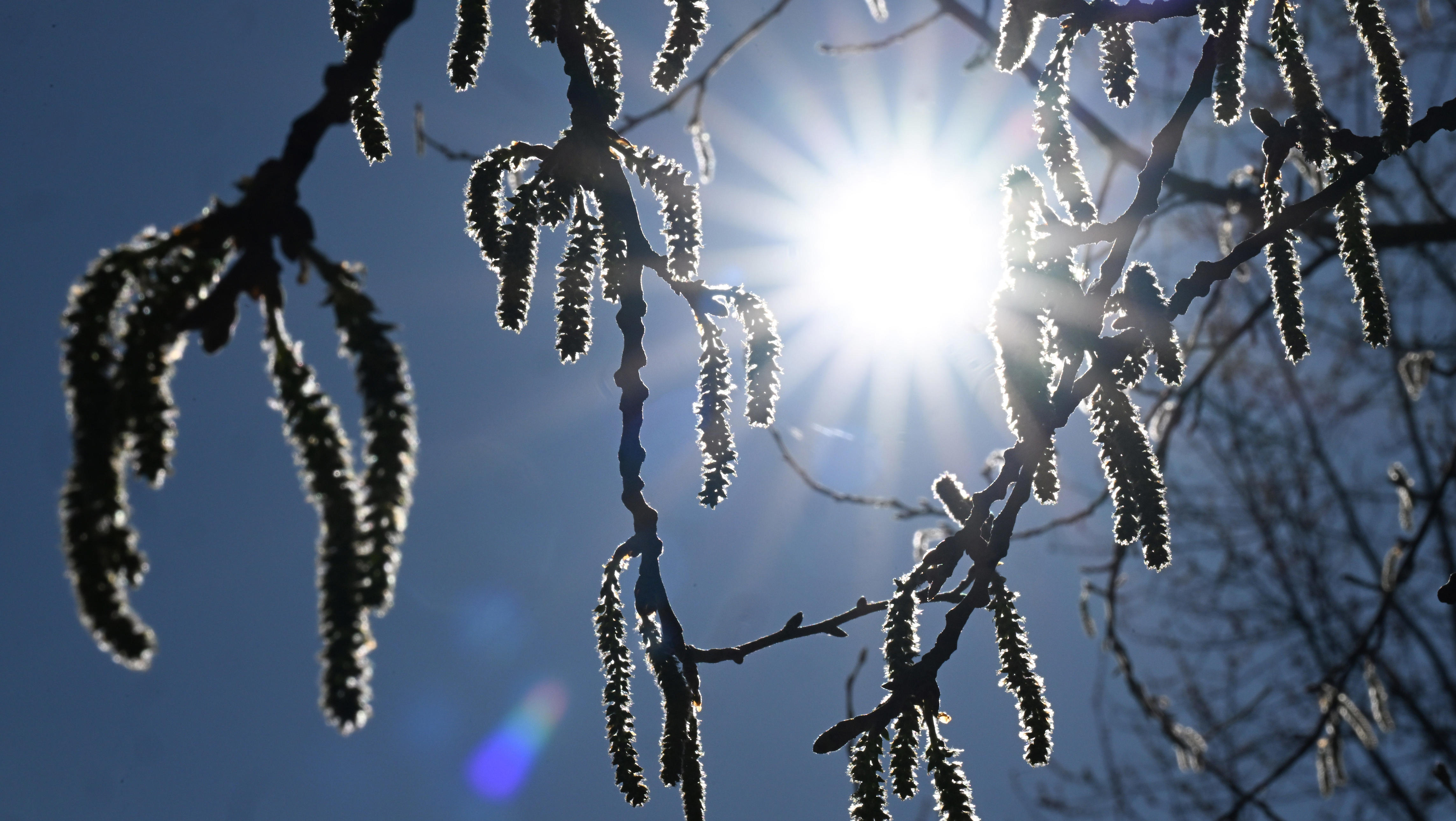Allergy symptoms spike as tree pollen levels soar