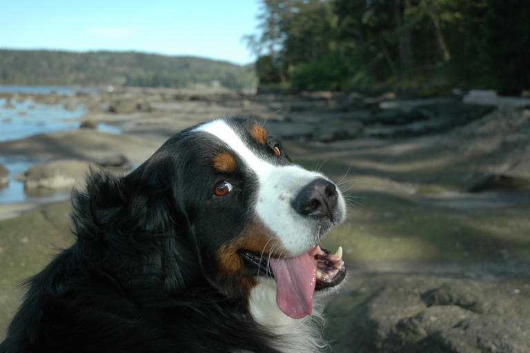 Bernese Mountain Puppy’s First Beach Day Leaves Her Soaked and Smiling