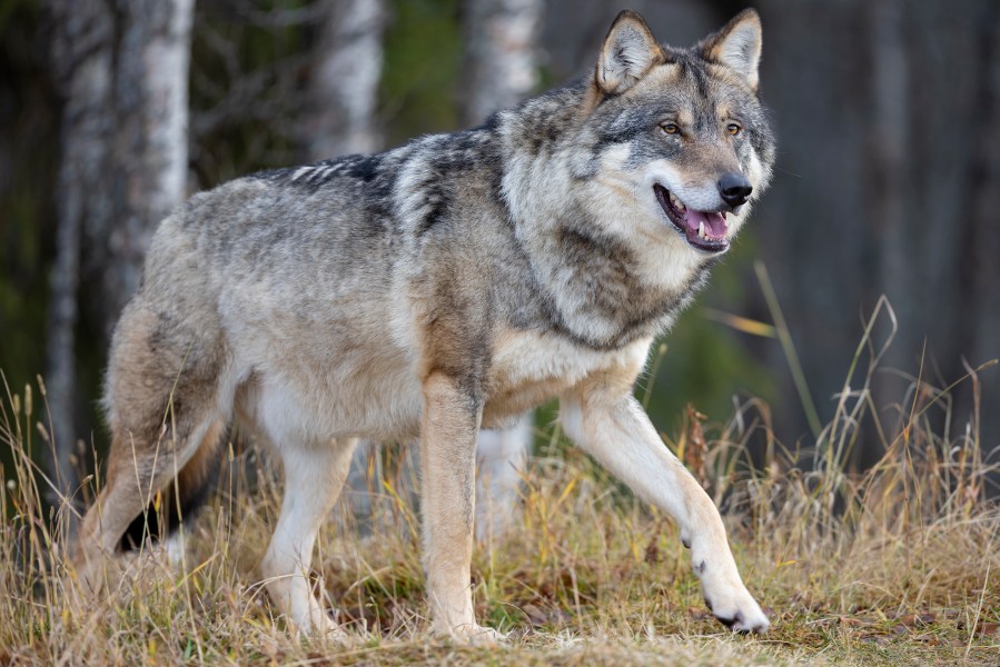 California officials confirm three new wolf packs in Northern California