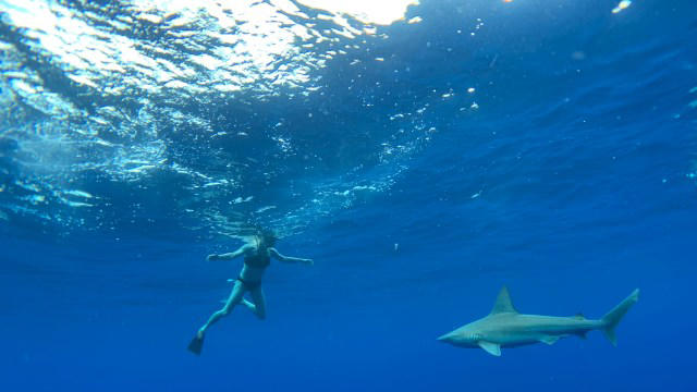 Experts issue warning after observing alarming shift in number of shark attacks: 'It's the Wild ...