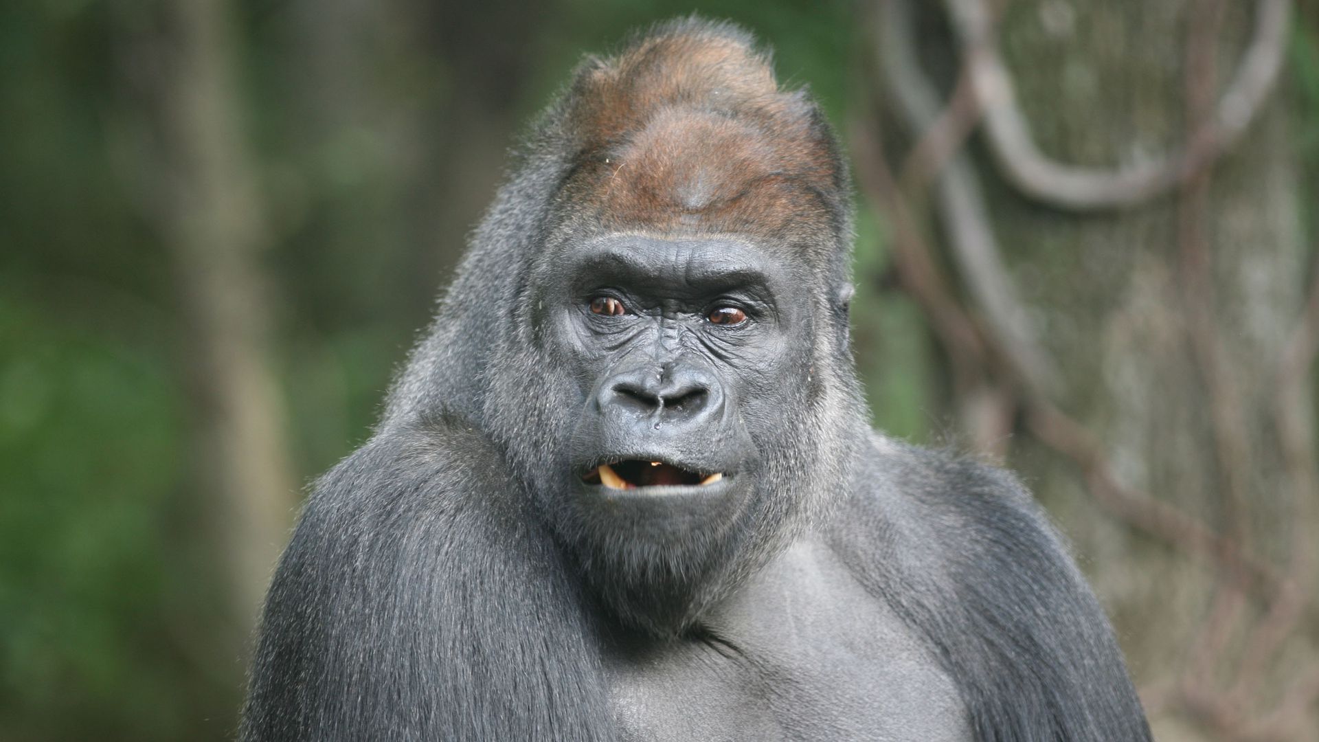 How Many UFC fighters Would It Take To Stop One Gorilla?