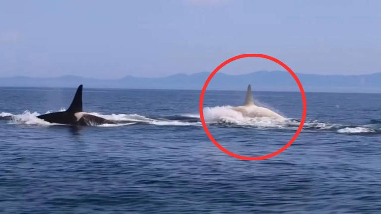 'My Legs Were Shaking': Photographer Captures Rare White Killer Whale ...