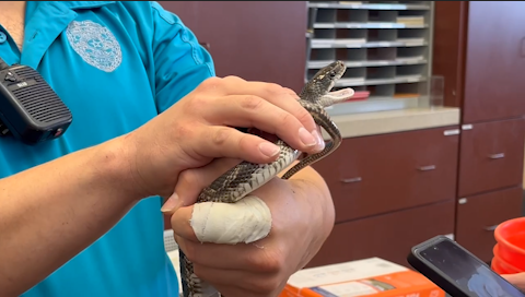 Lubbock Animal Services says when temperatures are rising, snakes come ...