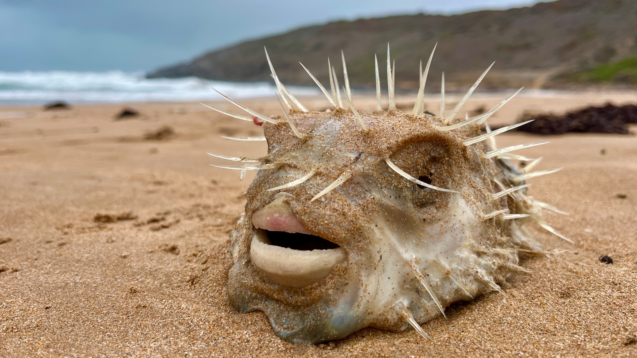 South Australians urged to contribute as citizen scientists amid algal ...