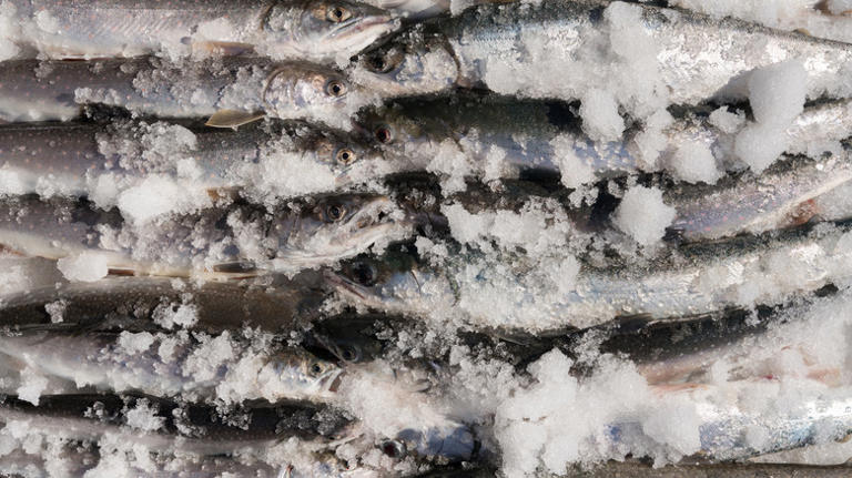 Slow Vs Flash-Freezing: Which Is The Best Method For Fish?