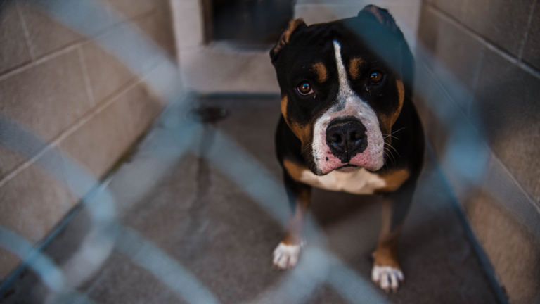 Devastated Pit Bull 'Lies and Waits' After Approved Adopters Never ...