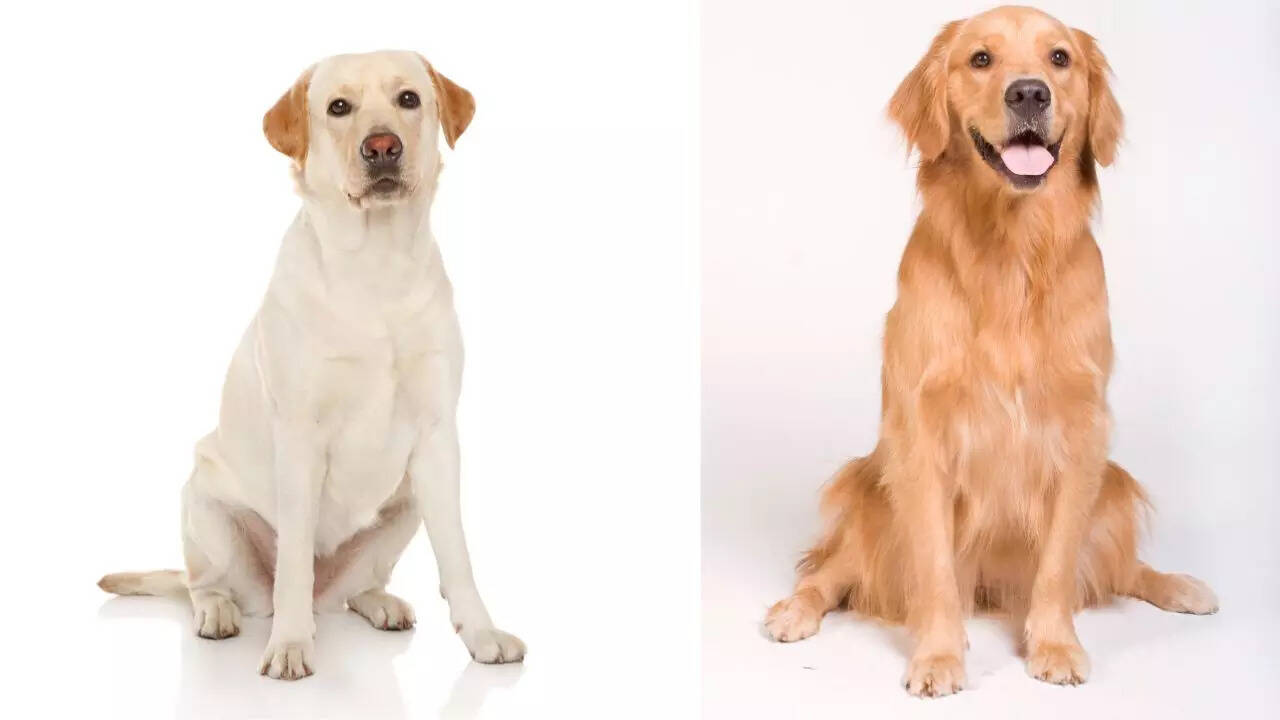 Labrador vs Golden Retriever: 5 major differences