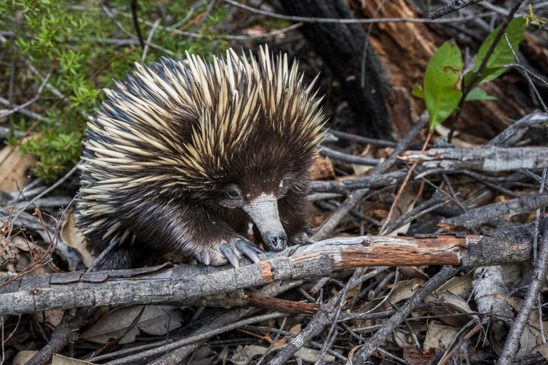 Many Mammals Have Evolved To Be Semi-Aquatic. Curiously, Echidnas May ...