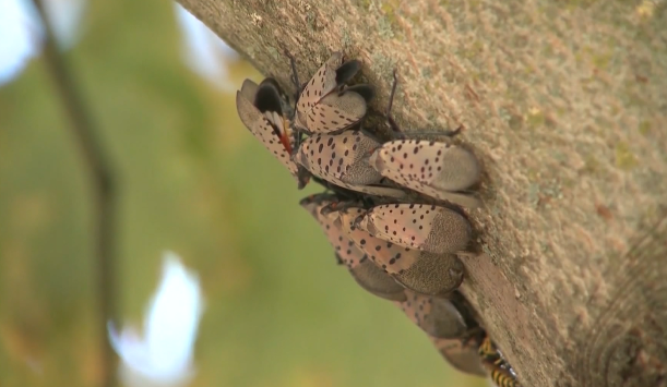 Spotted lanternflies: Invasive pests could swarm Cincinnati yards this ...