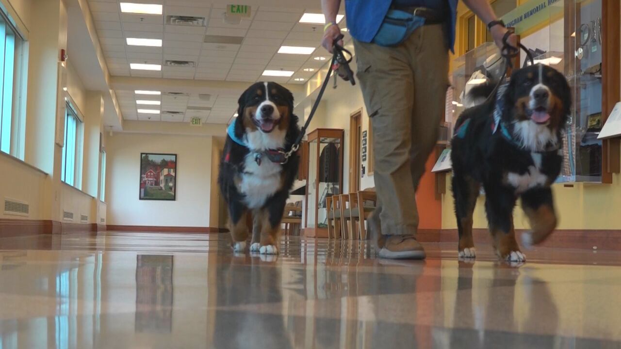 Sentara RMH therapy dogs bring smiles and joy to patients