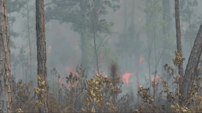 Firefighters battle flames in Black Swamp area; blaze 40% contained ...